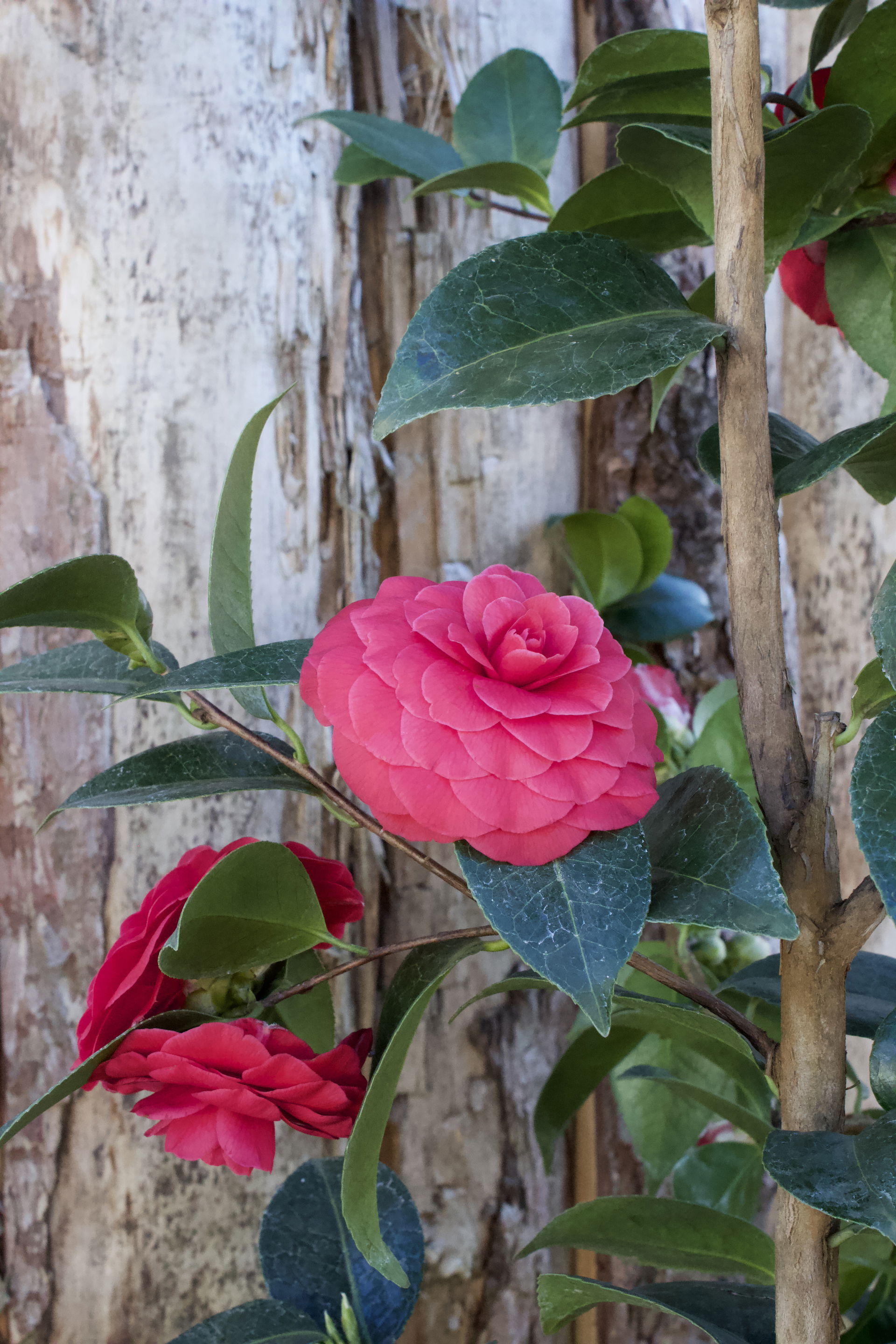 Camellia Japonica Black Lace